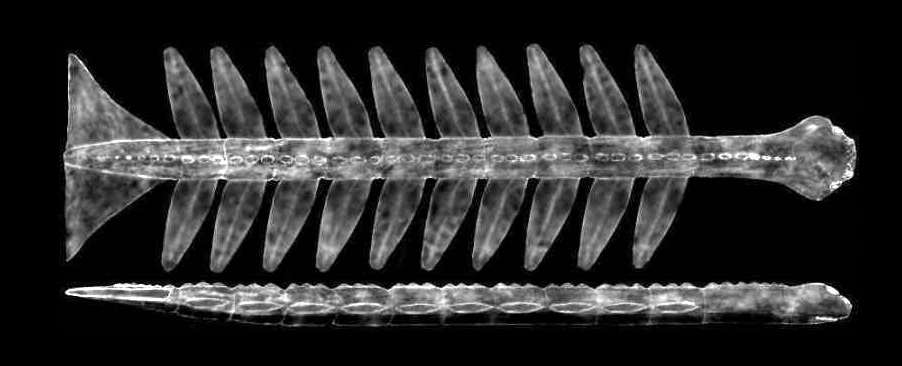 Many-finned sea serpent | Cryptids and Myths Wiki | Fandom