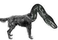 Snake-Headed Dog | Cryptid Wiki | Fandom