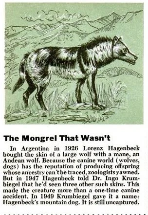Andean Wolf | Cryptid Wiki | FANDOM powered by Wikia