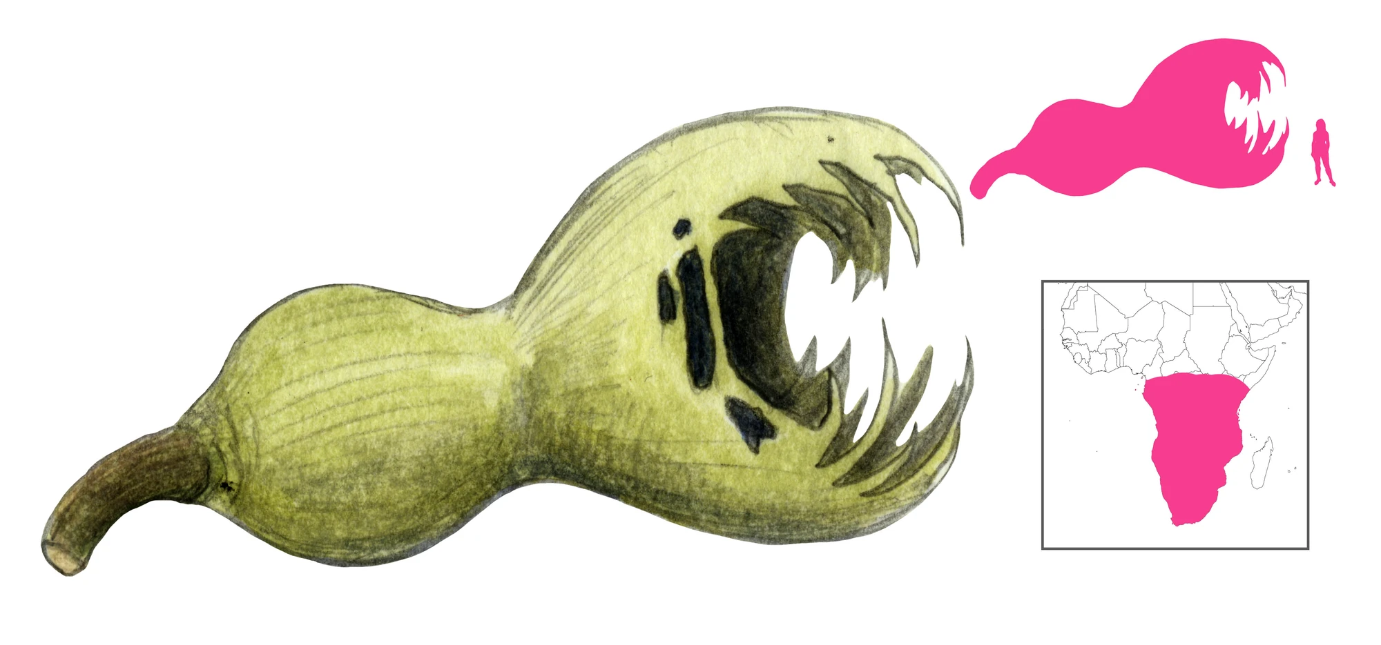 Devouring Gourd | Cryptid Wiki | Fandom