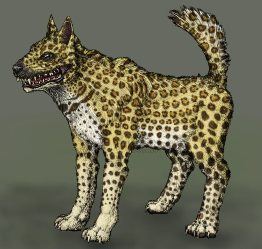 Crocotta | Cryptid Wiki | FANDOM powered by Wikia