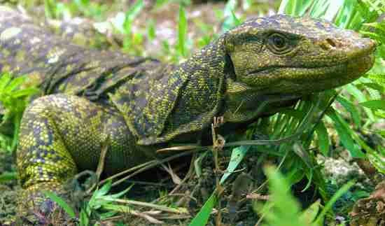 Bitatawa | Cryptid Wiki | Fandom