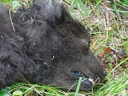 The Turner Beast (Mutant Canine) | Cryptid Wiki | FANDOM powered by Wikia