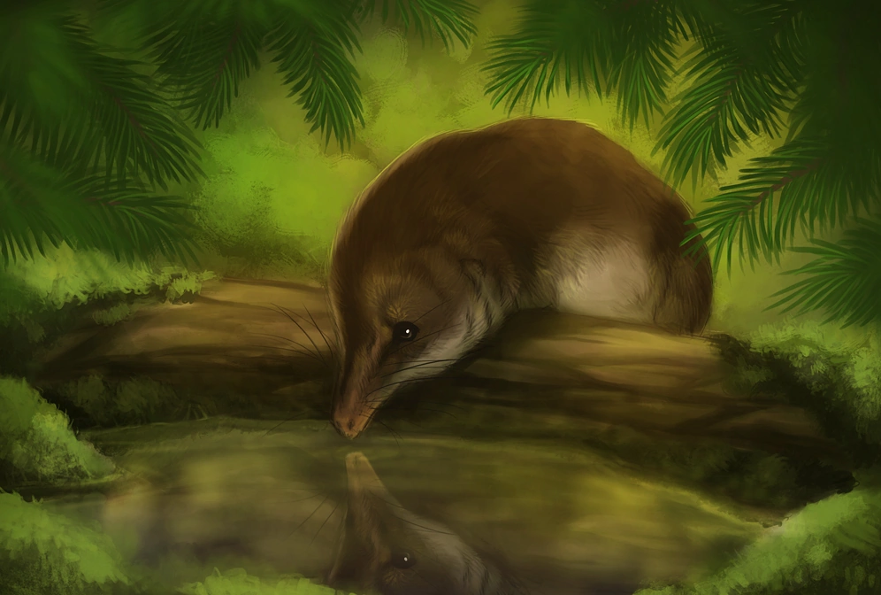 Wapaloosie | Cryptid Wiki | FANDOM powered by Wikia