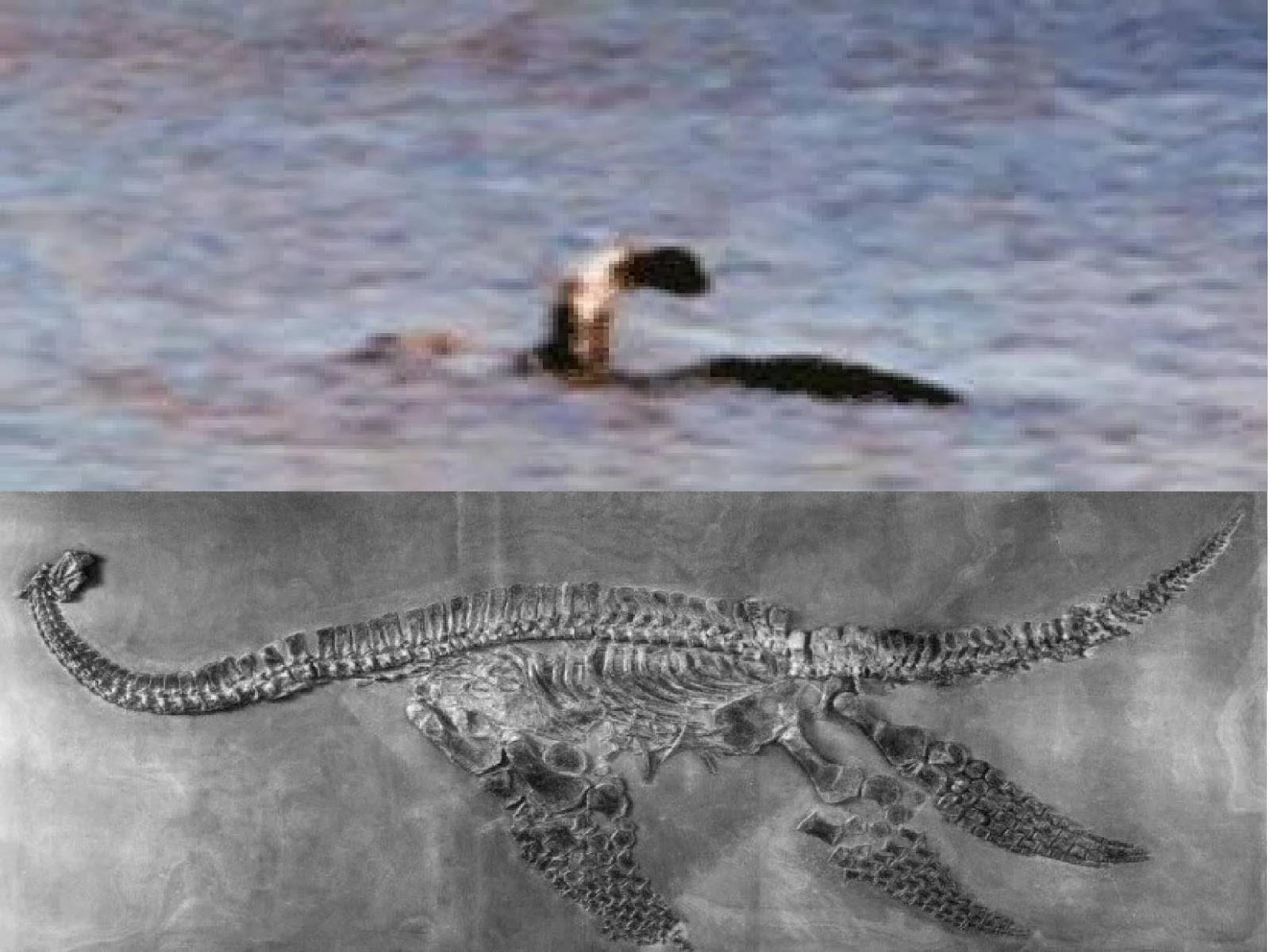 Champ | Cryptid Wiki | FANDOM powered by Wikia