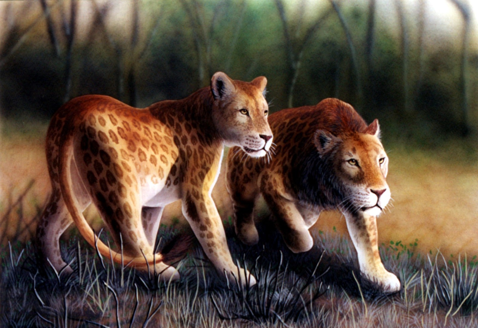 Marozi | Cryptid Wiki | Fandom