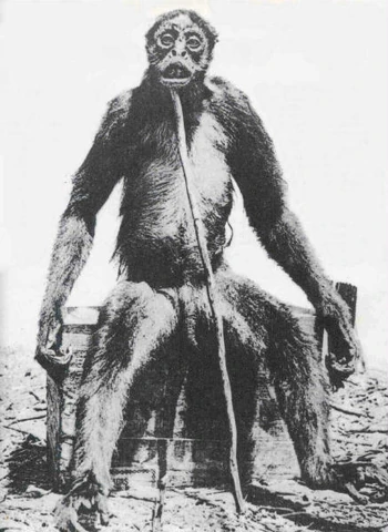 Image - Pithecus.jpg | Cryptid Wiki | FANDOM powered by Wikia