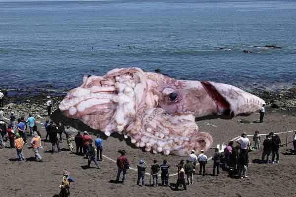 Santa Monica Giant Squid | Cryptid Wiki | FANDOM powered by Wikia