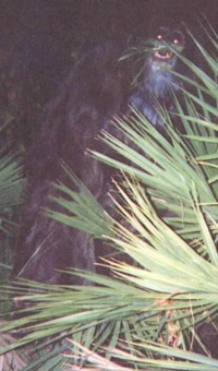 Skunk Ape | Cryptid Wiki | FANDOM powered by Wikia