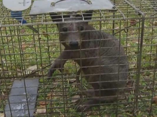 Chupacabra | Cryptid Wiki | FANDOM powered by Wikia