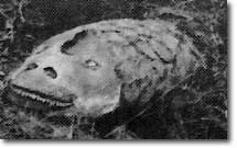 Tatzelwurm | Cryptid Wiki | FANDOM powered by Wikia