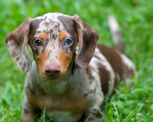Coat Patterns | Dachshund Wiki | Fandom