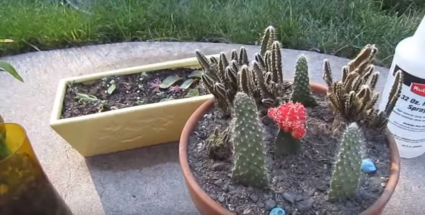 My Garden! what should i use to fill the empty space? | Daisy Brown ...