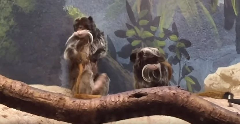 Zoo video 2 | Daisy Brown Wiki | Fandom