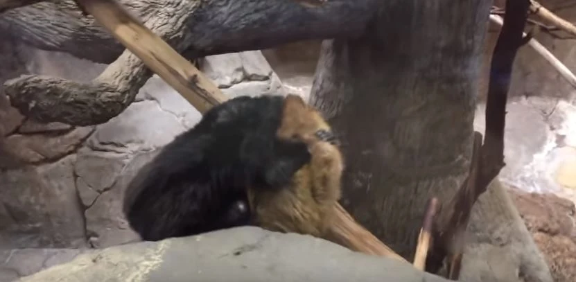 At the zoo | Daisy Brown Wiki | Fandom