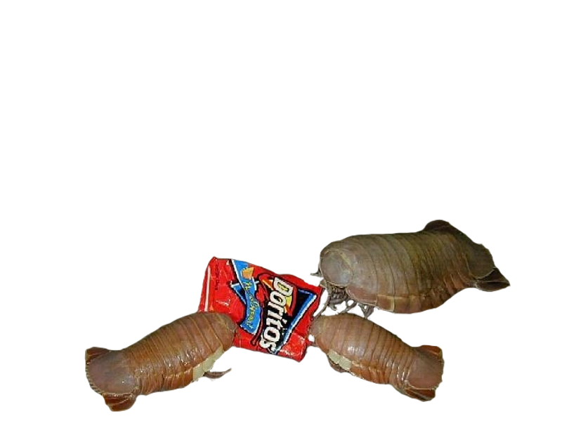 Mysterious Giant Scuttlers/Gallery | Dayshift at Freddy's Wikia | Fandom