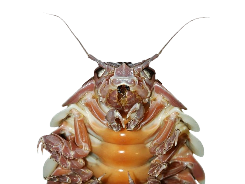 Mysterious Giant Scuttlers | Dayshift at Freddy's Wikia | Fandom