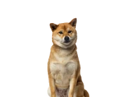 Doggo | Dayshift at Freddy's Wikia | Fandom