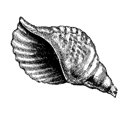 Image - Siren horn.png | DDO: Kalimdor Wikia | FANDOM powered by Wikia