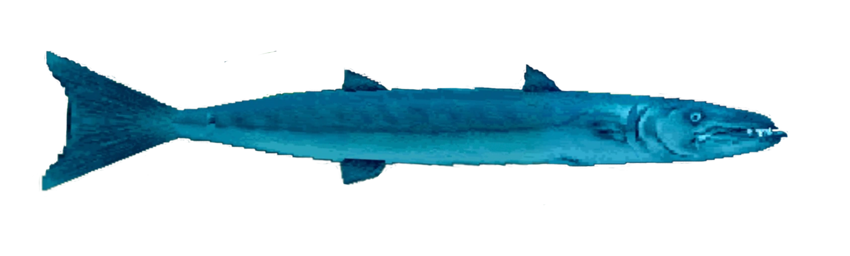 Barracuda | Deep Fear Wiki | Fandom