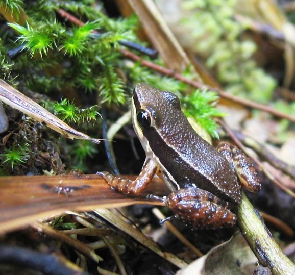 Colostethus | Dendro- Wiki | Fandom