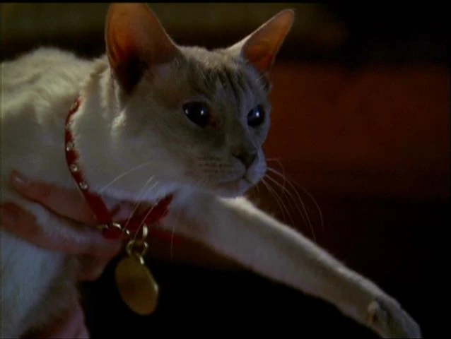 Kit | Destined-The Next Generation of Charmed Wiki | Fandom