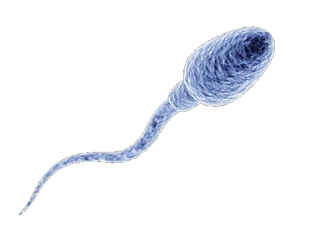 Image - Sperm.png | Devil Beater Wikia | FANDOM powered by Wikia