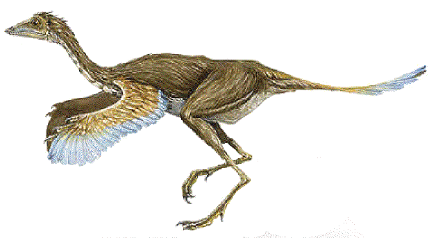 Protarchaeopteryx | Dinosaur Wiki | FANDOM powered by Wikia