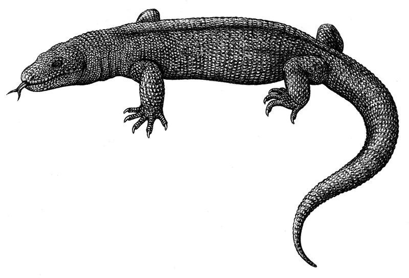 Polyglyphanodon | Dinosaur Wiki | FANDOM powered by Wikia