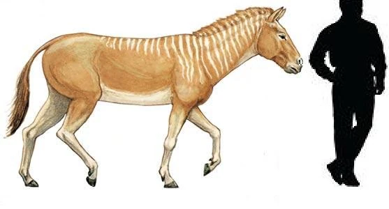 Merychippus | Wiki Dino | FANDOM powered by Wikia