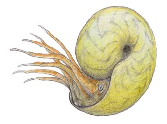 Goniatites | Wiki Dino | FANDOM powered by Wikia