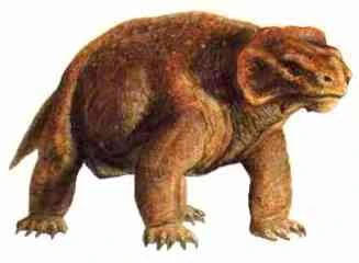 Pareiasaurus | Dinosaur Wiki | FANDOM powered by Wikia
