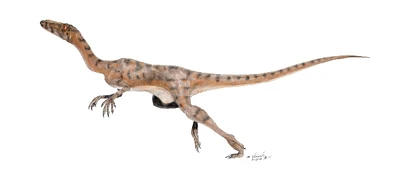 Saltopus | Wiki Dino | FANDOM powered by Wikia