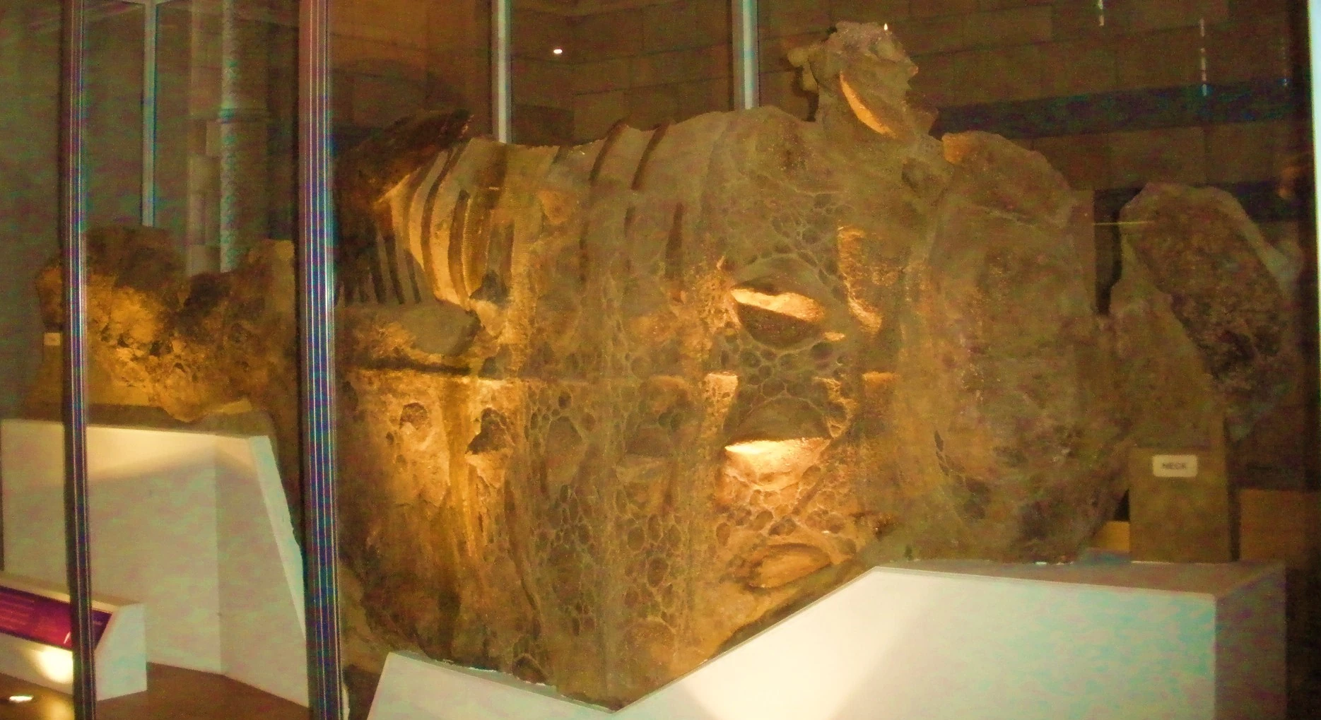 Scolosaurus | Dinosaur Wiki | FANDOM powered by Wikia