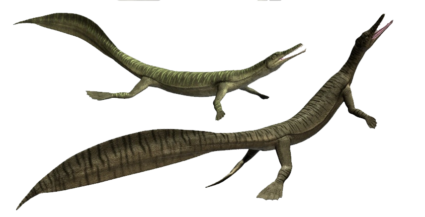 Mesosaurus | Dinosaur Wiki | FANDOM powered by Wikia