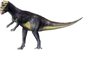 Homalocephale | Dinosaur Wiki | FANDOM powered by Wikia
