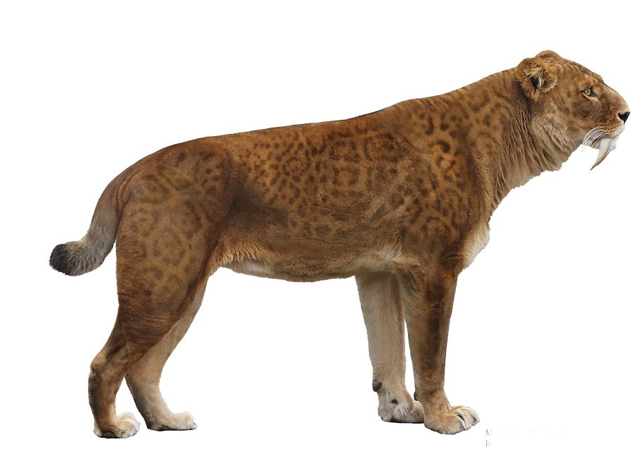 Smilodon | Dinosaur Wiki | FANDOM powered by Wikia