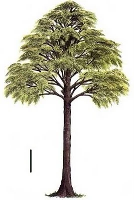 Archaeopteris | Wiki Dino | FANDOM powered by Wikia