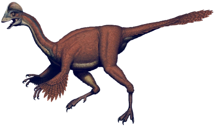 Oviraptorosauria – Dinosaur wiki