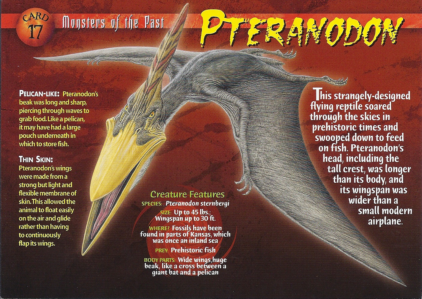 Image - Pteranodon front.jpg | Dinosaur Wiki | FANDOM powered by Wikia Image - Pteranodon front.jpg | Dinosaur Wiki | FANDOM powered by Wikia