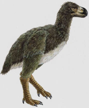 Diatryma | Wiki Dino | FANDOM powered by Wikia