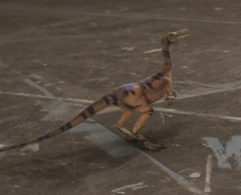 Procompsognathus | DinoPedia - The Dino Dan Wiki | Fandom