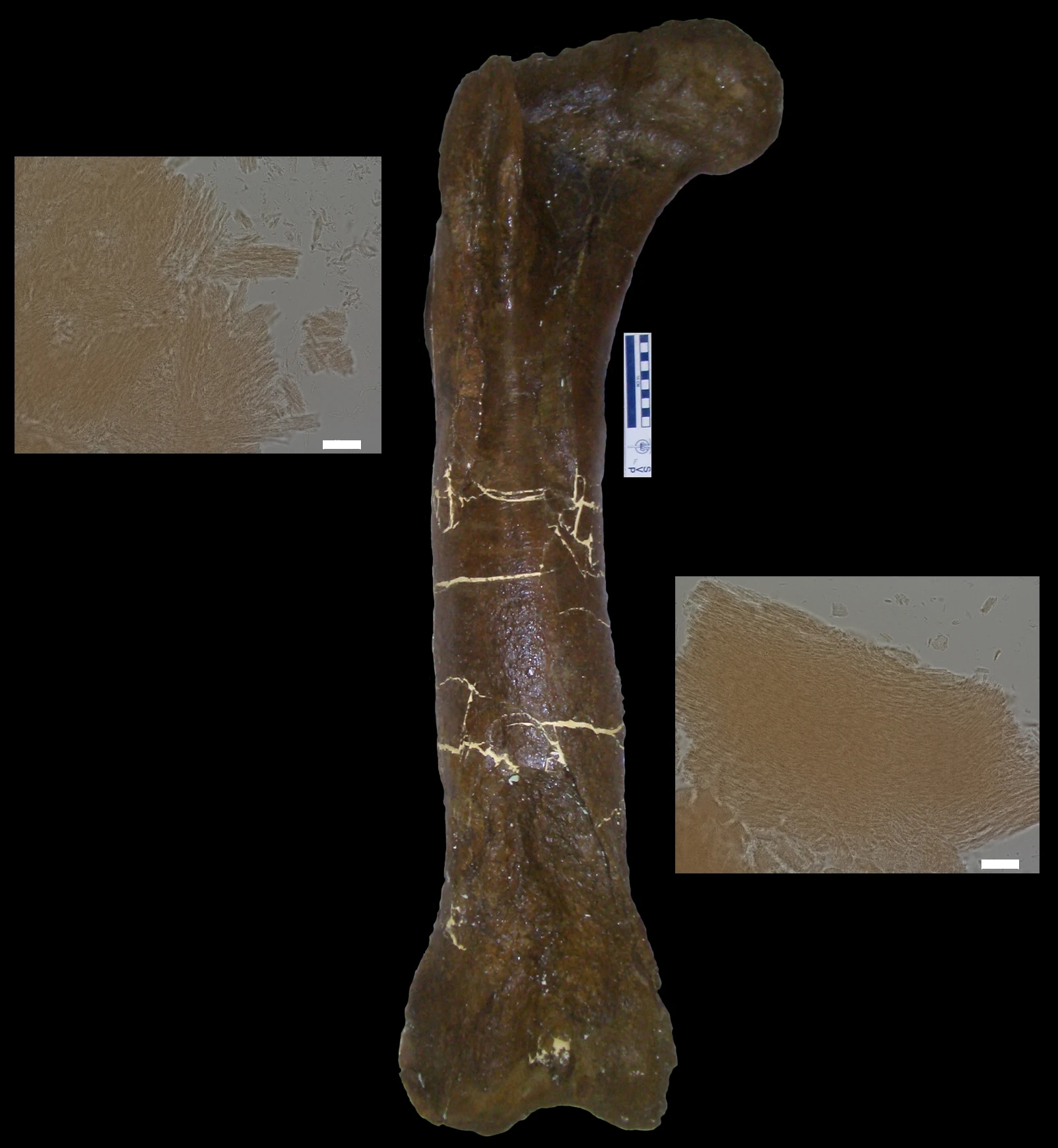 MOR 1125 | Dinosaur Recreation Wiki | FANDOM powered by Wikia