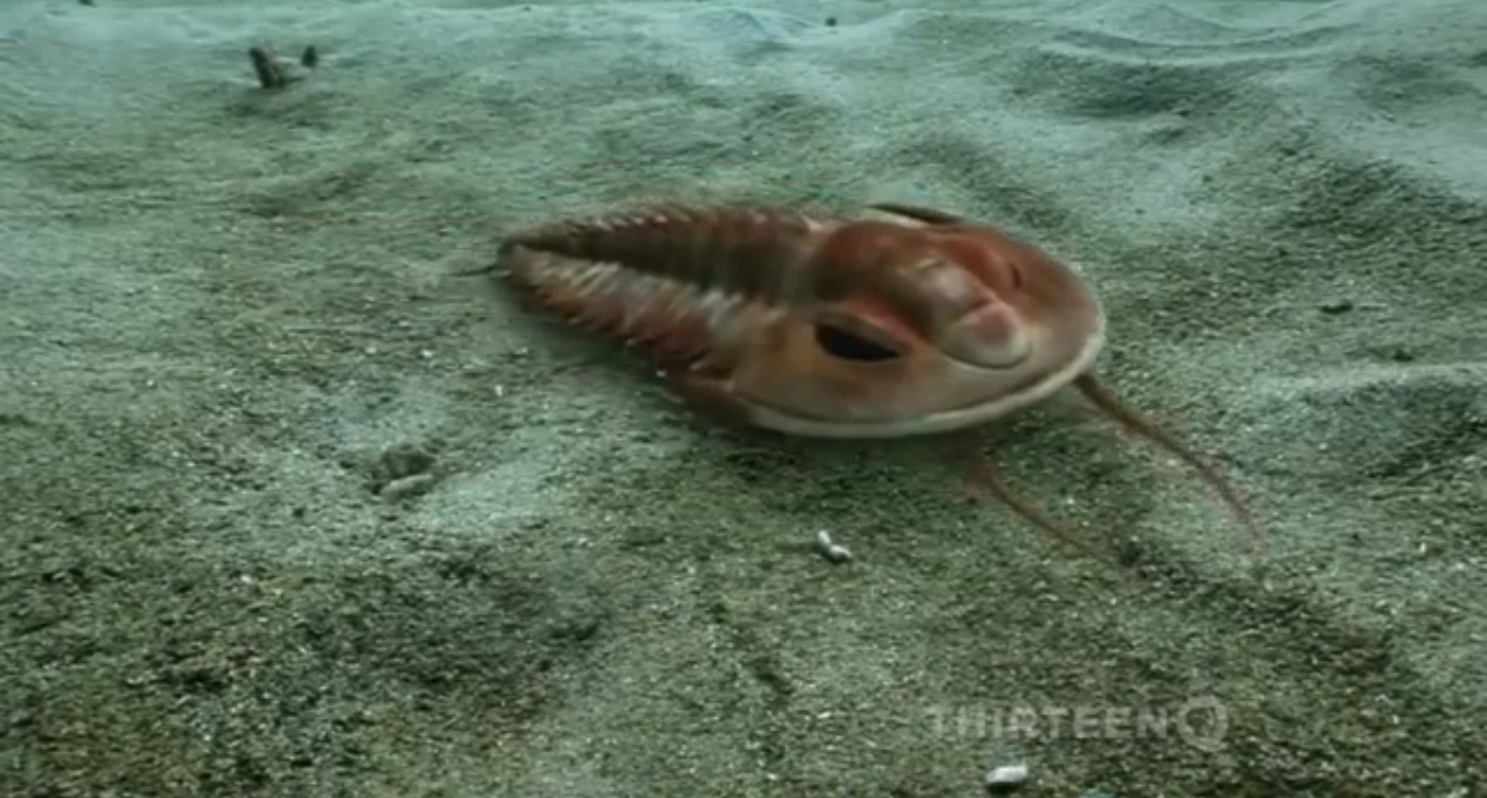 Redlicha Takooensis | Dinosaur Alive Wiki | Fandom