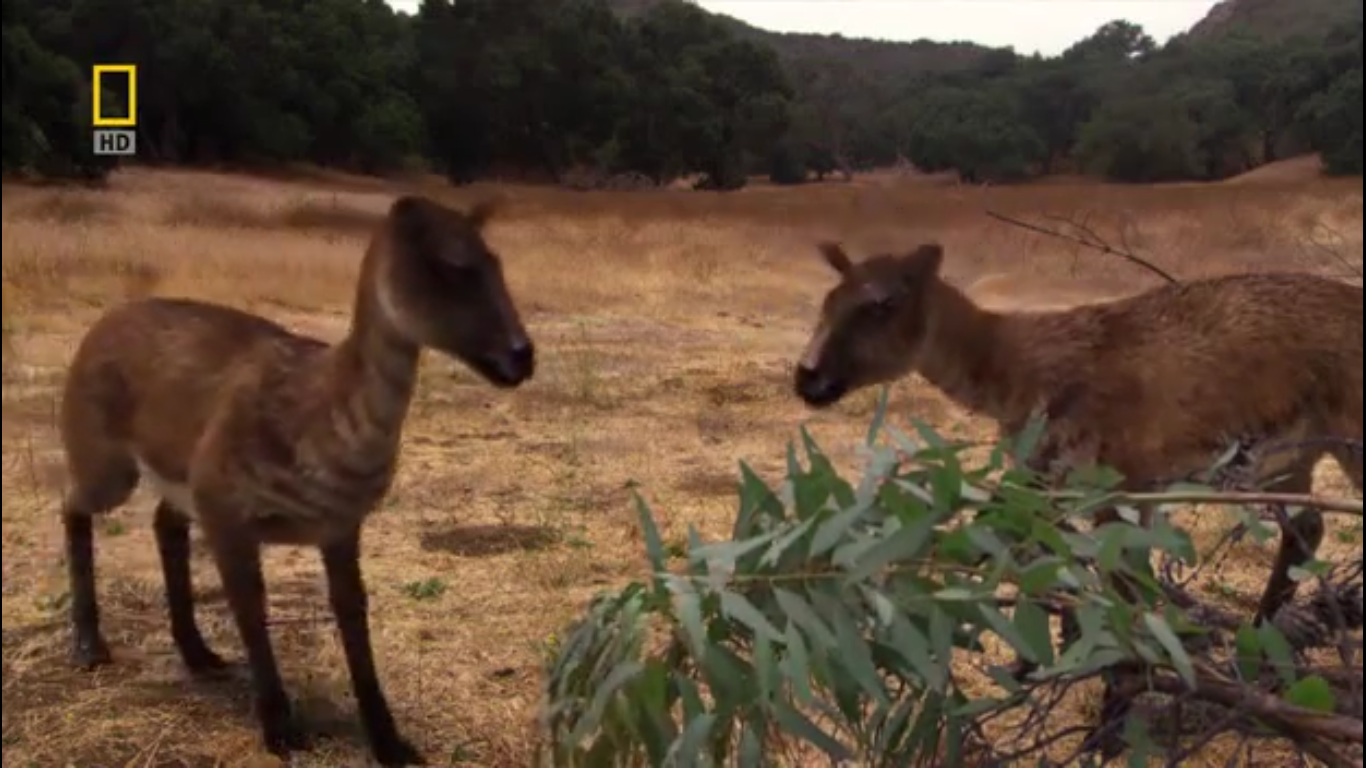 Poebrotherium | Dinosaur Alive Wiki | Fandom