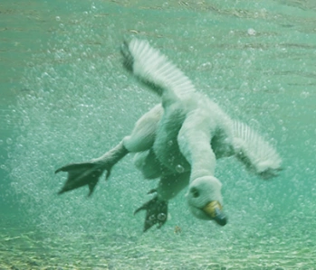 Halszkaraptor | Dinosaur Alive Wiki | Fandom