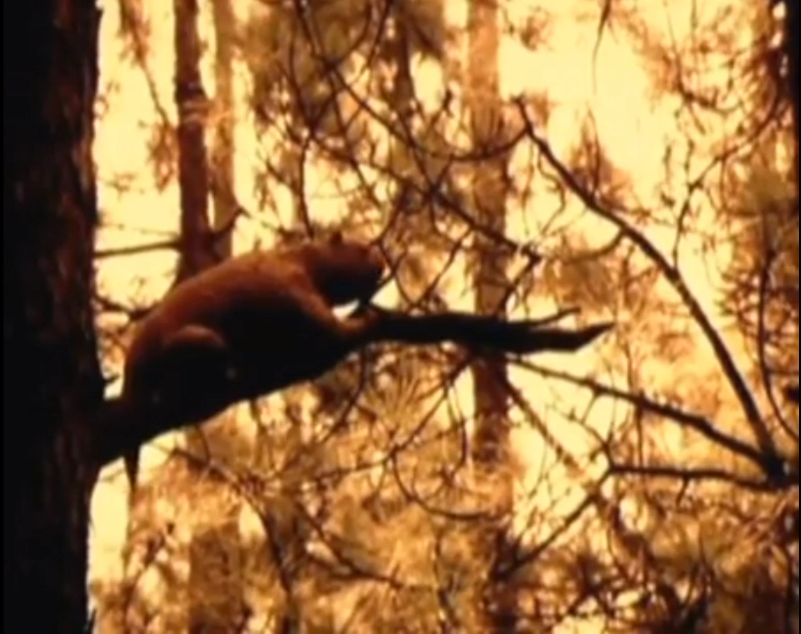 Ursavus | Dinosaur Alive Wiki | Fandom