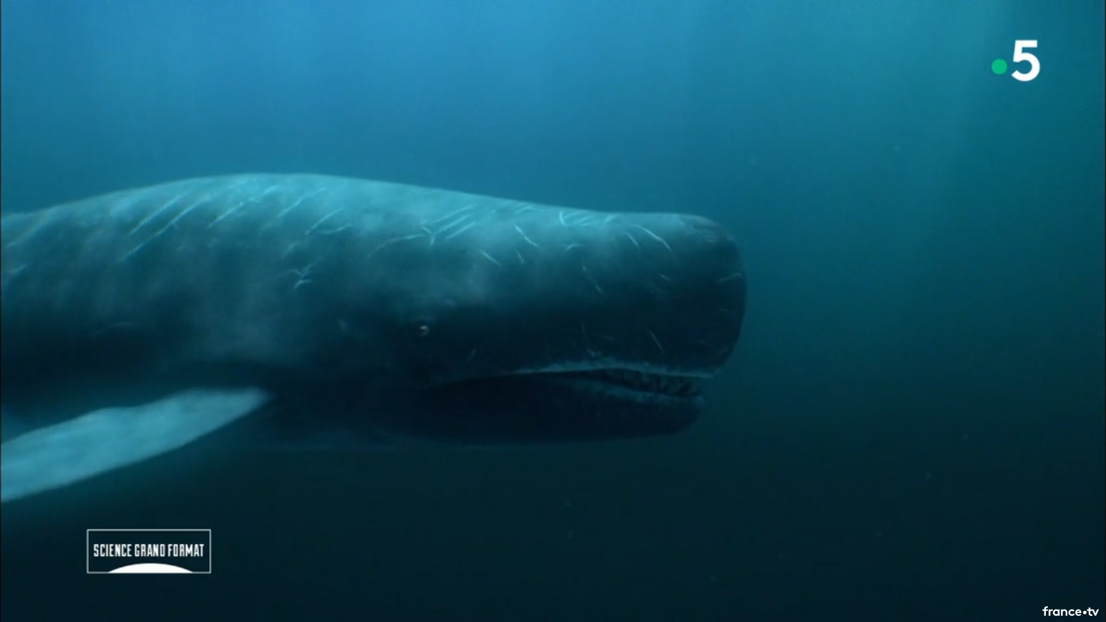 Livyatan | Dinosaur Alive Wiki | Fandom