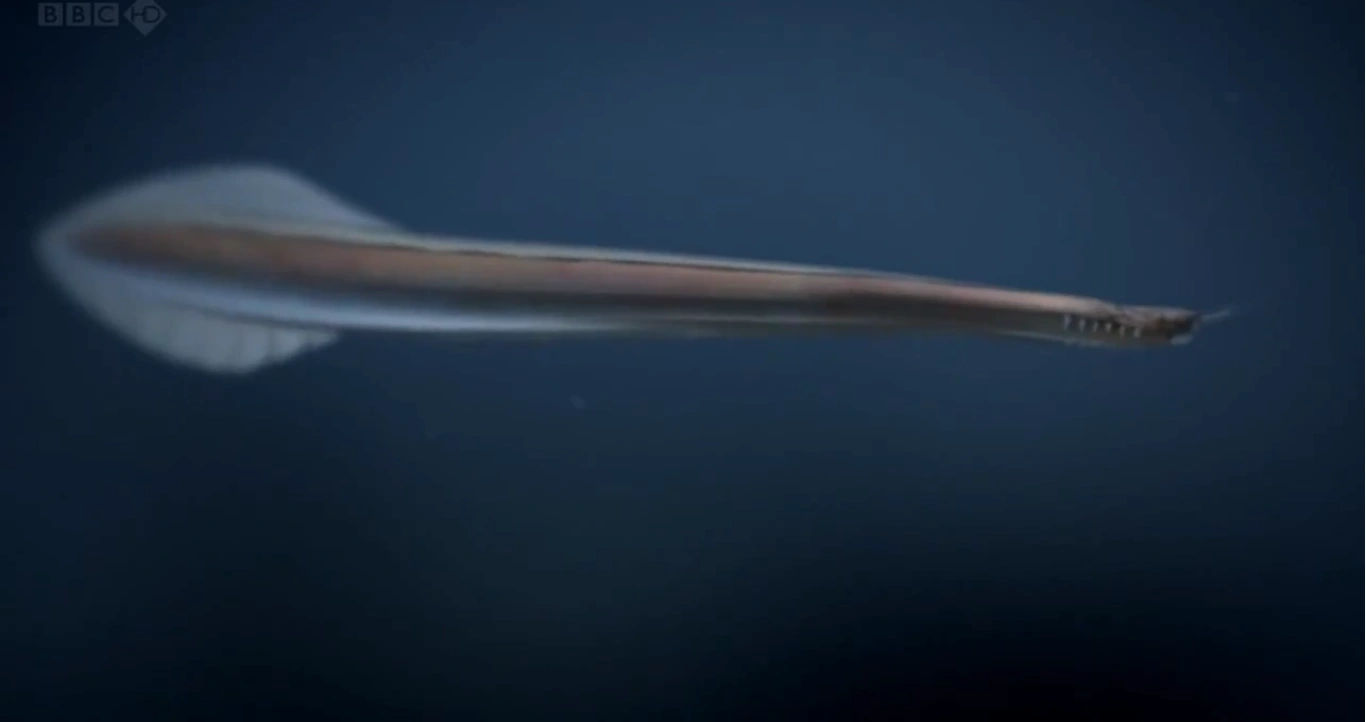 Pikaia | Dinosaur Alive Wiki | Fandom