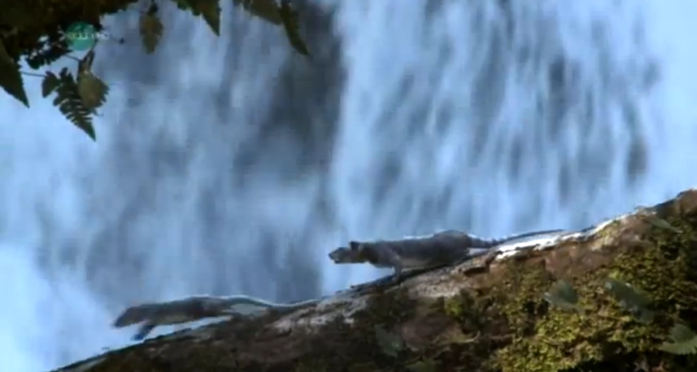 Djarthia | Dinosaur Alive Wiki | Fandom